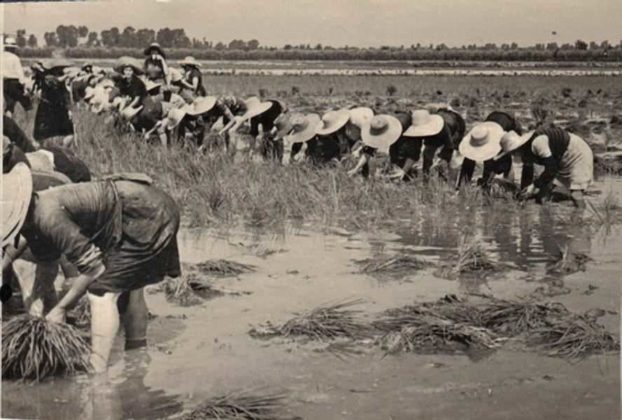 Quando le “mondine” mandavano avanti l’economia del Nord | Pagina Tre